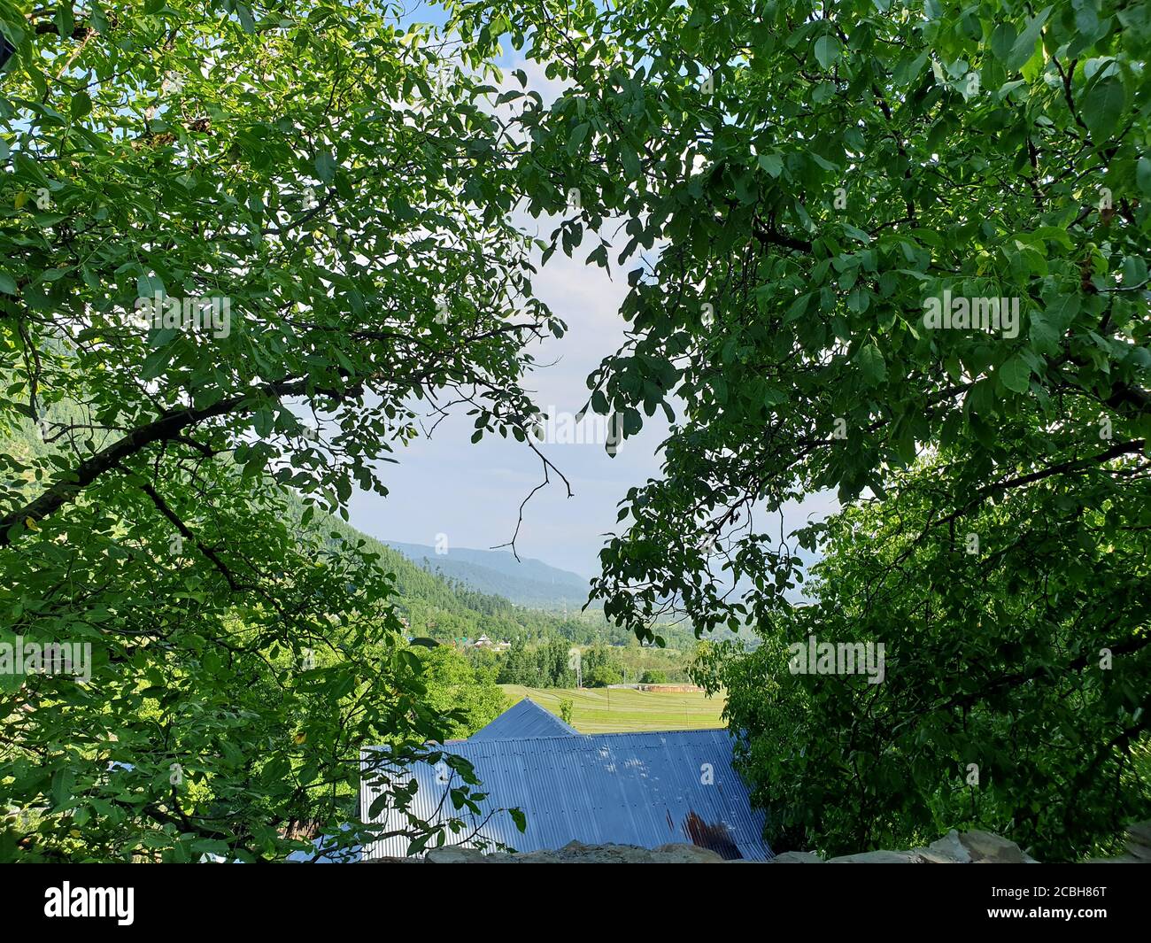 Spring Buds flowers new fruits tree branches greenery and green beauty ...