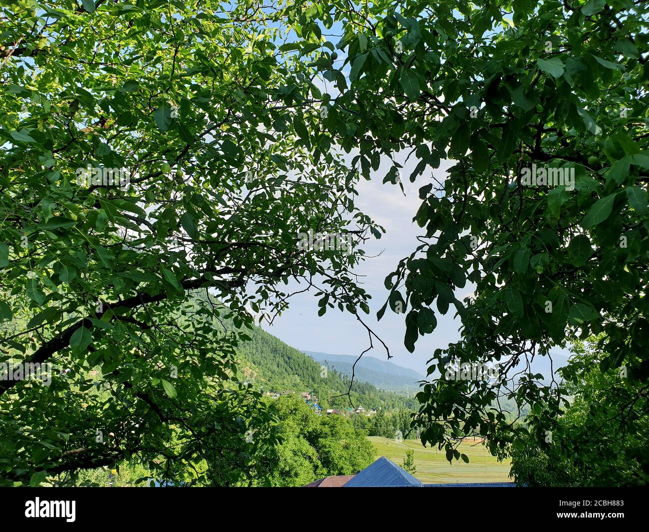 Spring Buds flowers new fruits tree branches greenery and green beauty ...