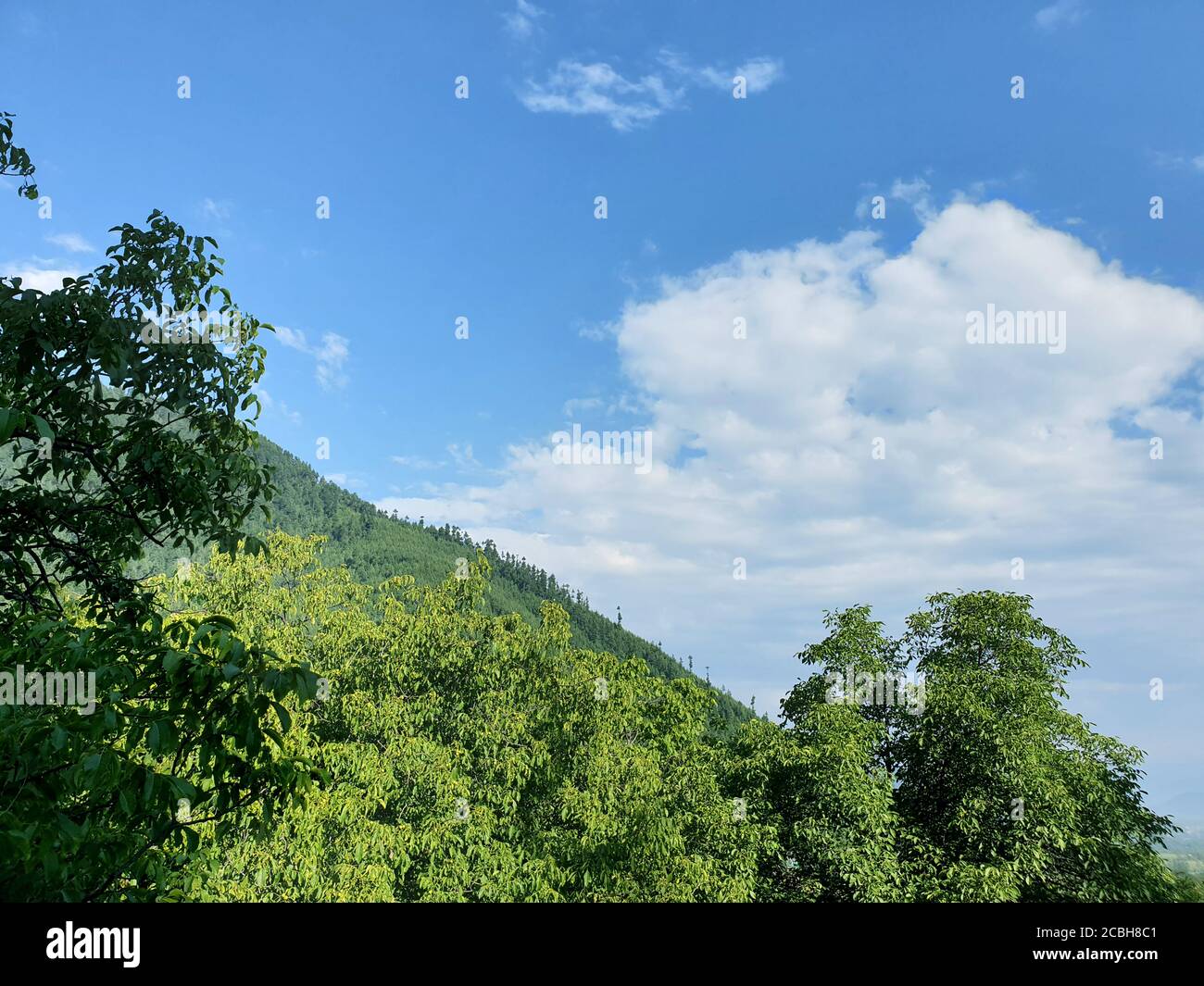 Spring Buds flowers new fruits tree branches greenery and green beauty ...