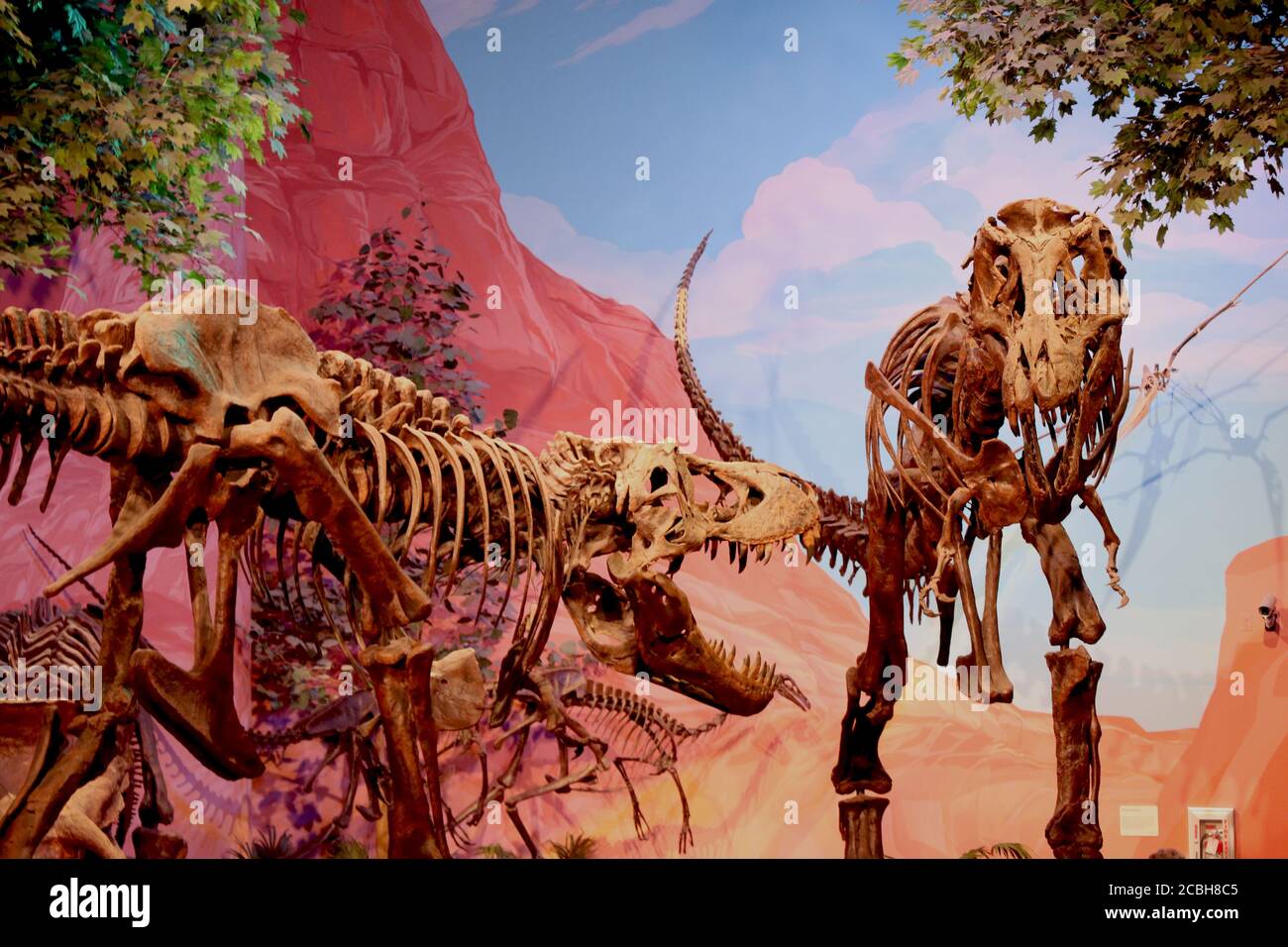 Dinosaur predator fossils hi-res stock photography and images - Alamy