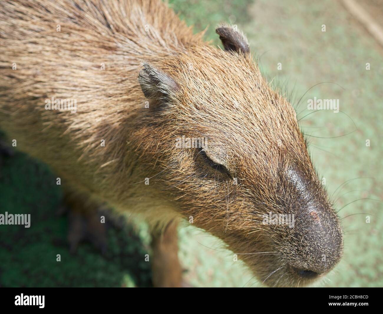 Capybara pet hi-res stock photography and images - Alamy