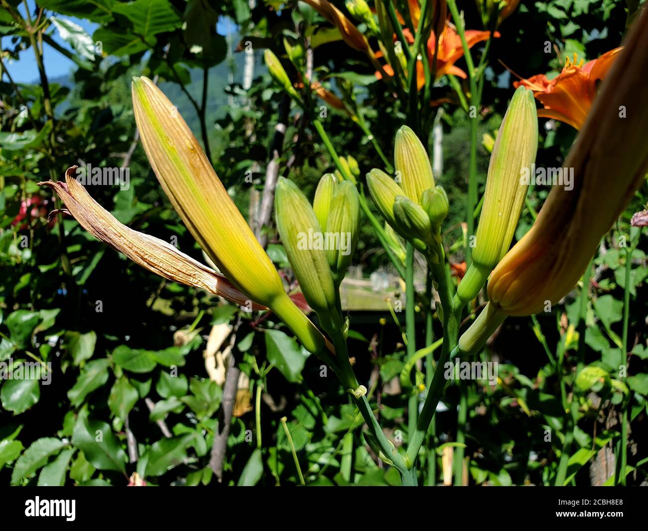 Spring Buds flowers new fruits tree branches greenery and green beauty ...