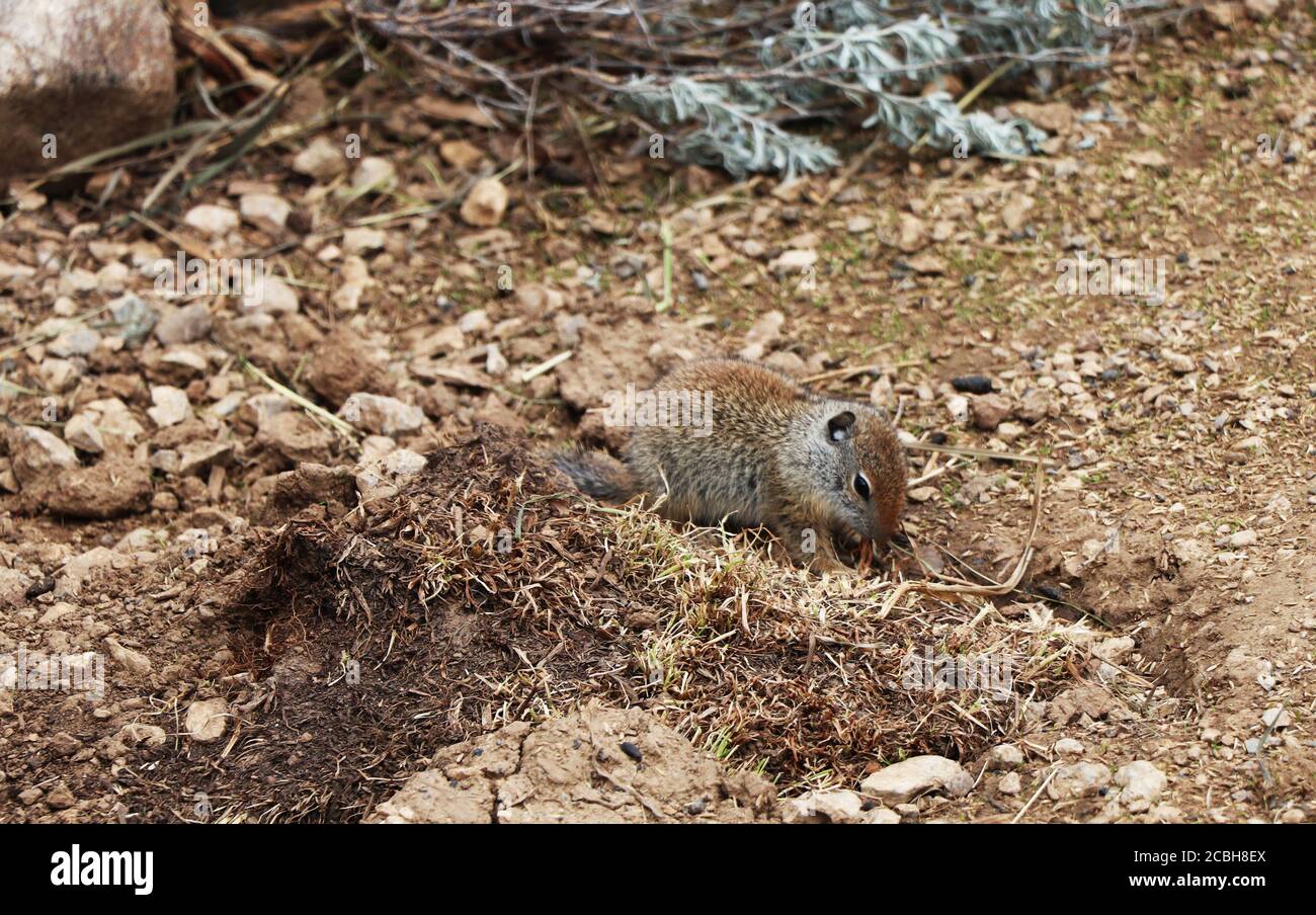 Meerkat habitat hi-res stock photography and images - Alamy
