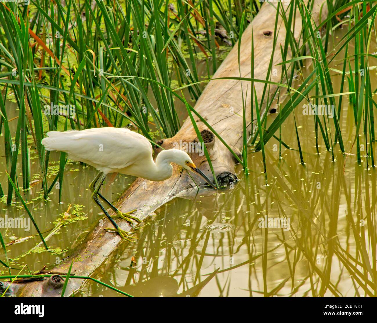 Large wading birds fishing hi-res stock photography and images - Alamy