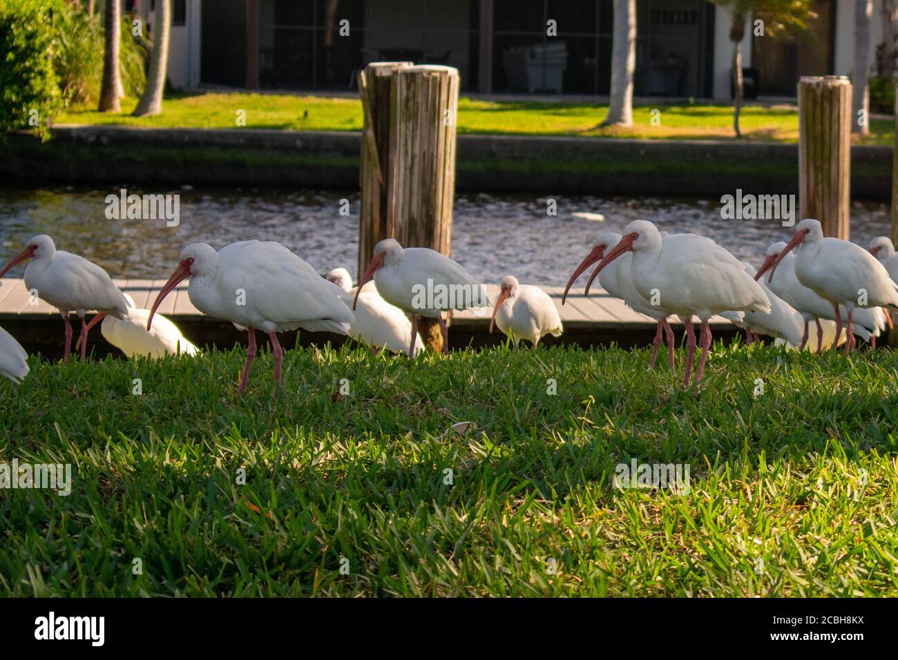 A Flock of Male White Ibis on a Green Grass Lawn With a Pier and Canal ...