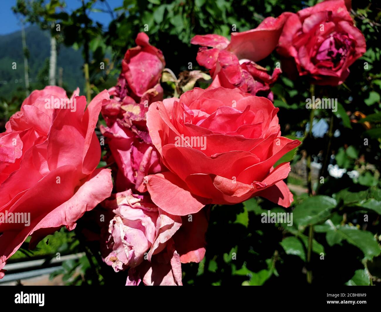 Spring Buds flowers new fruits tree branches greenery and green beauty ...