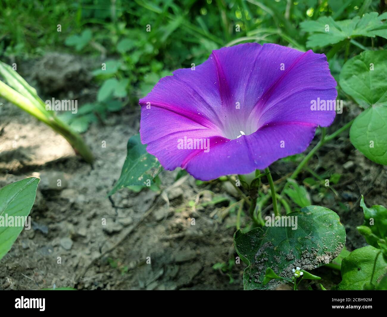 Spring Buds flowers new fruits tree branches greenery and green beauty ...