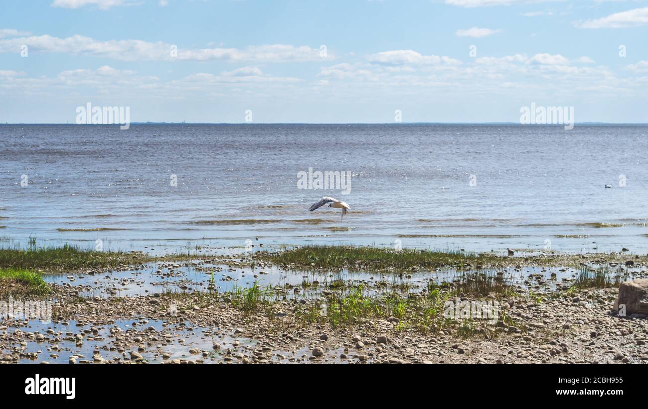 Shore of the sea. seascape with horizon line. sky with clouds. silt ...