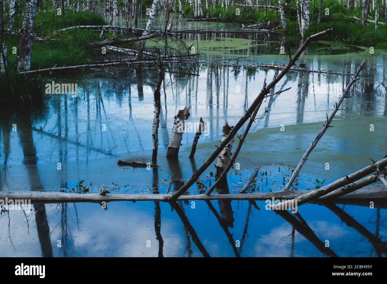 Flooded forest. trunks of birch trees in water. overgrown woodland ...