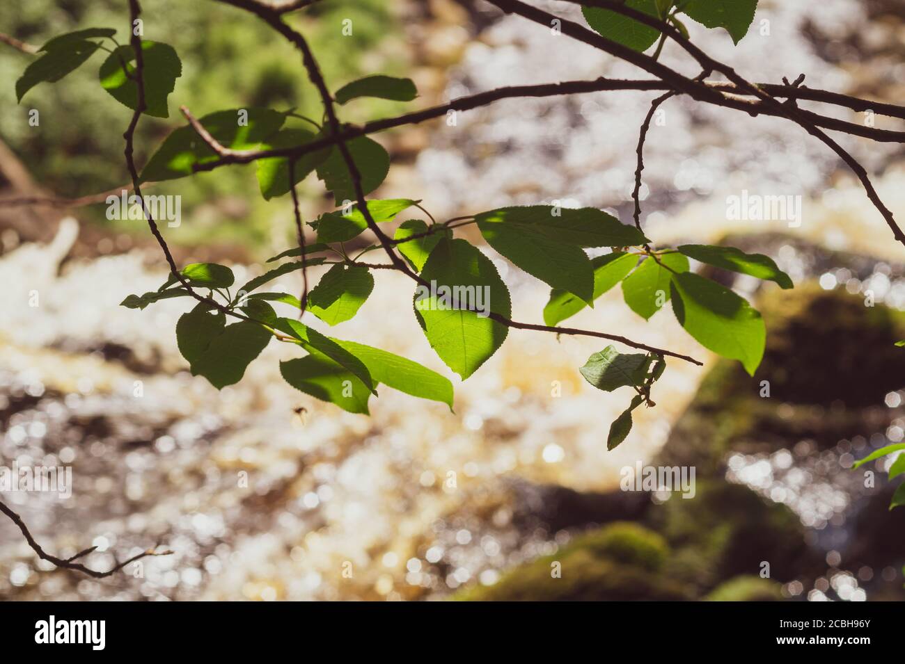 View through the foliage in the forest. river flows behind the trees ...