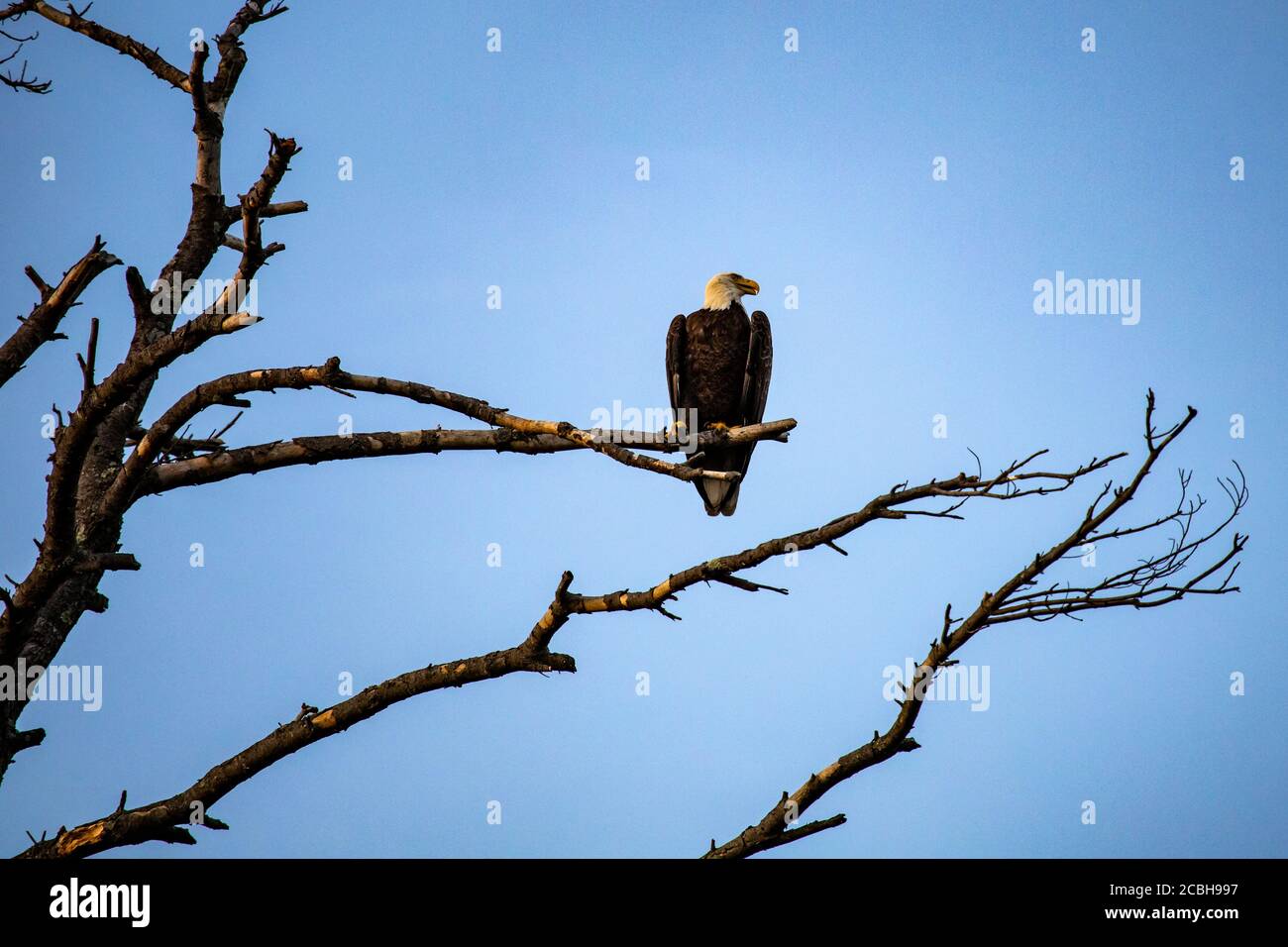 3 Bald Eagles High Resolution Stock Photography and Images - Alamy