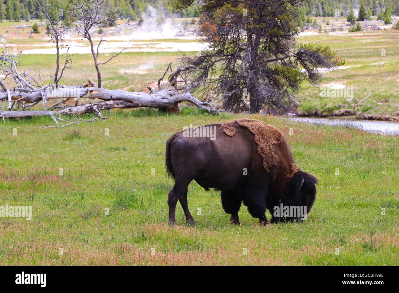 Grazing yellowstone national park hi-res stock photography and images ...