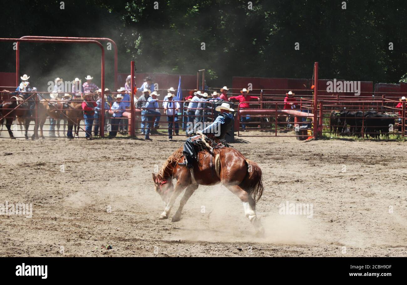 Wild horse r hi-res stock photography and images - Alamy