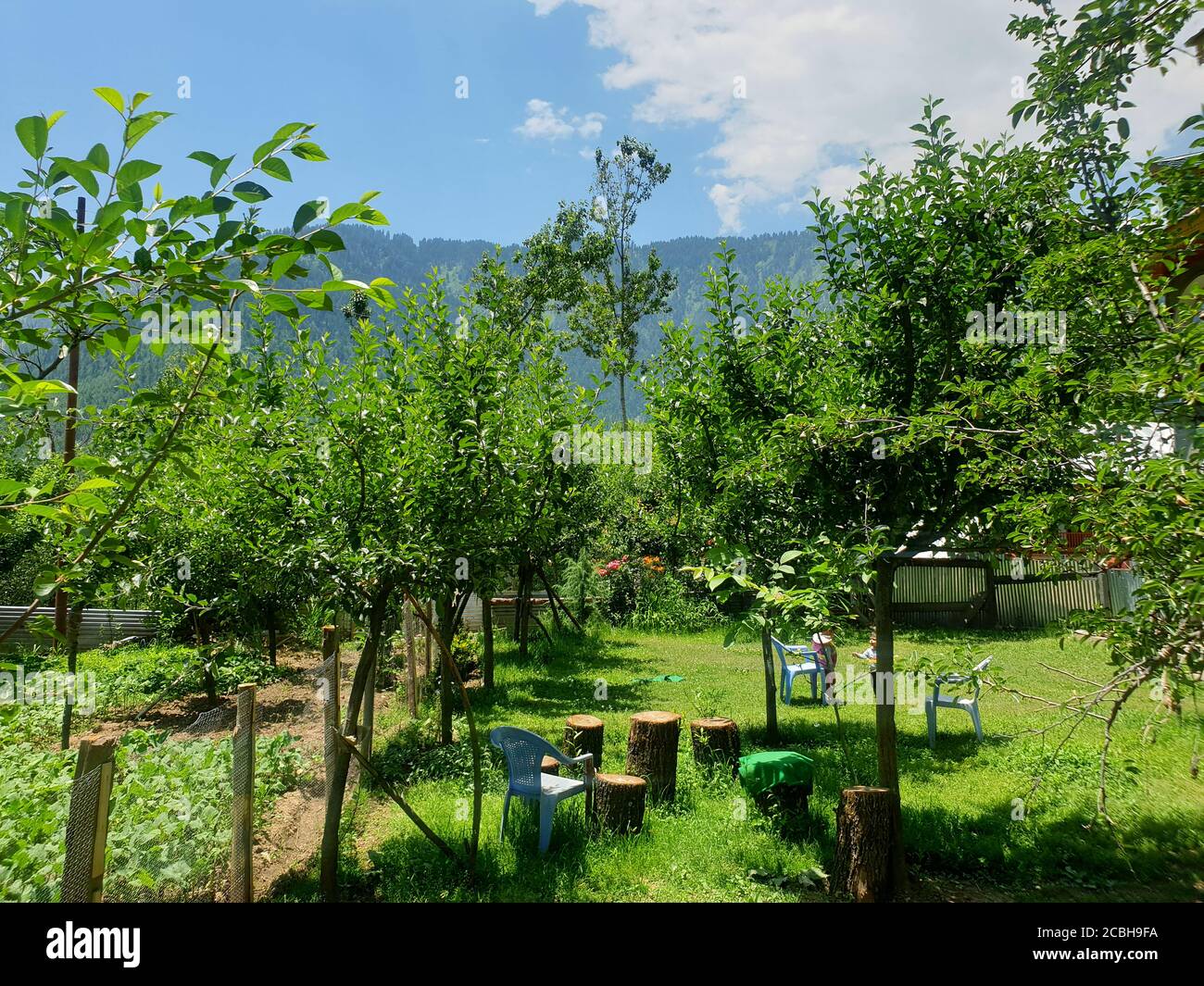 Spring Buds flowers new fruits tree branches greenery and green beauty ...