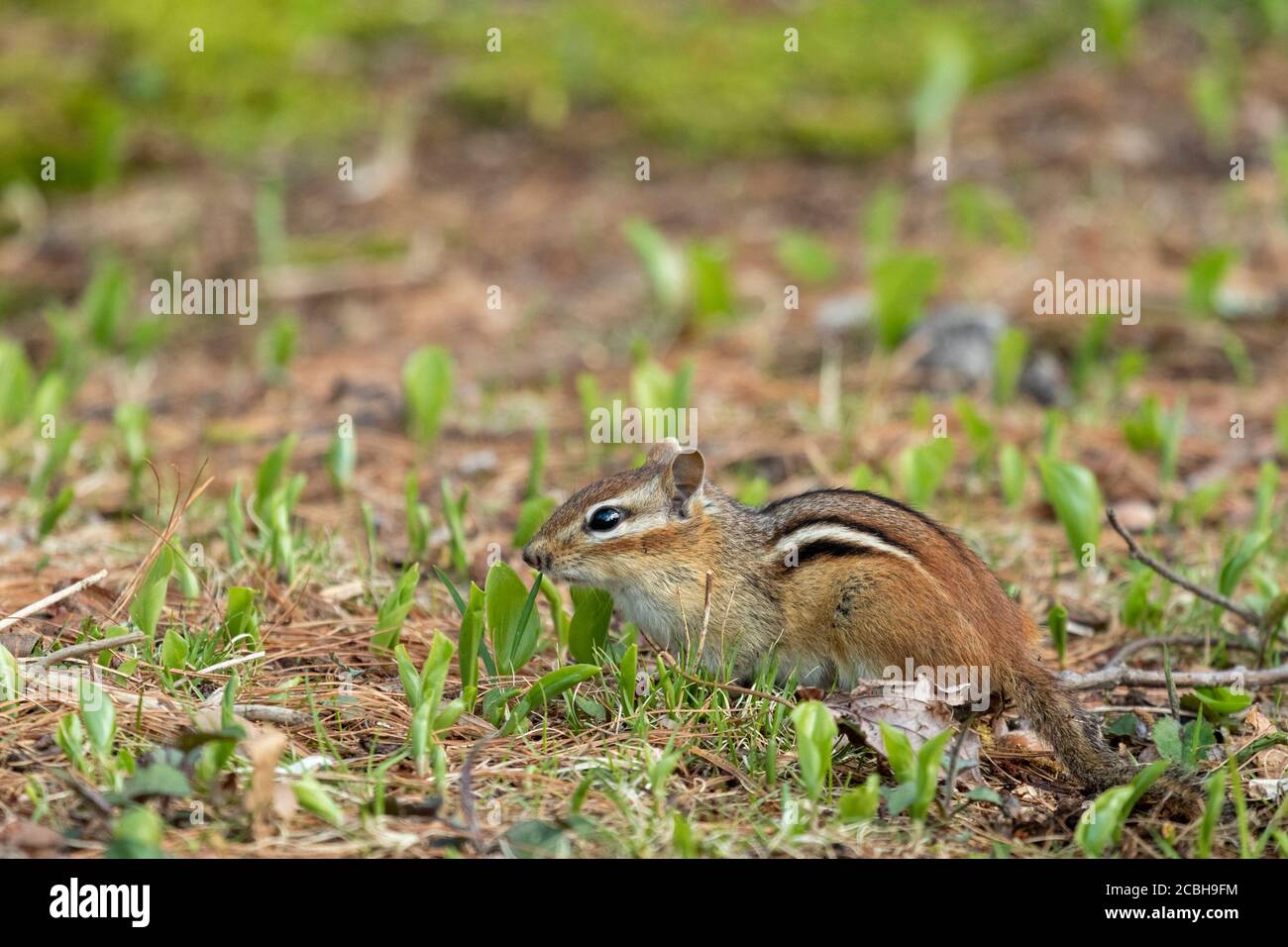 Chipmunk foraging hi-res stock photography and images - Alamy