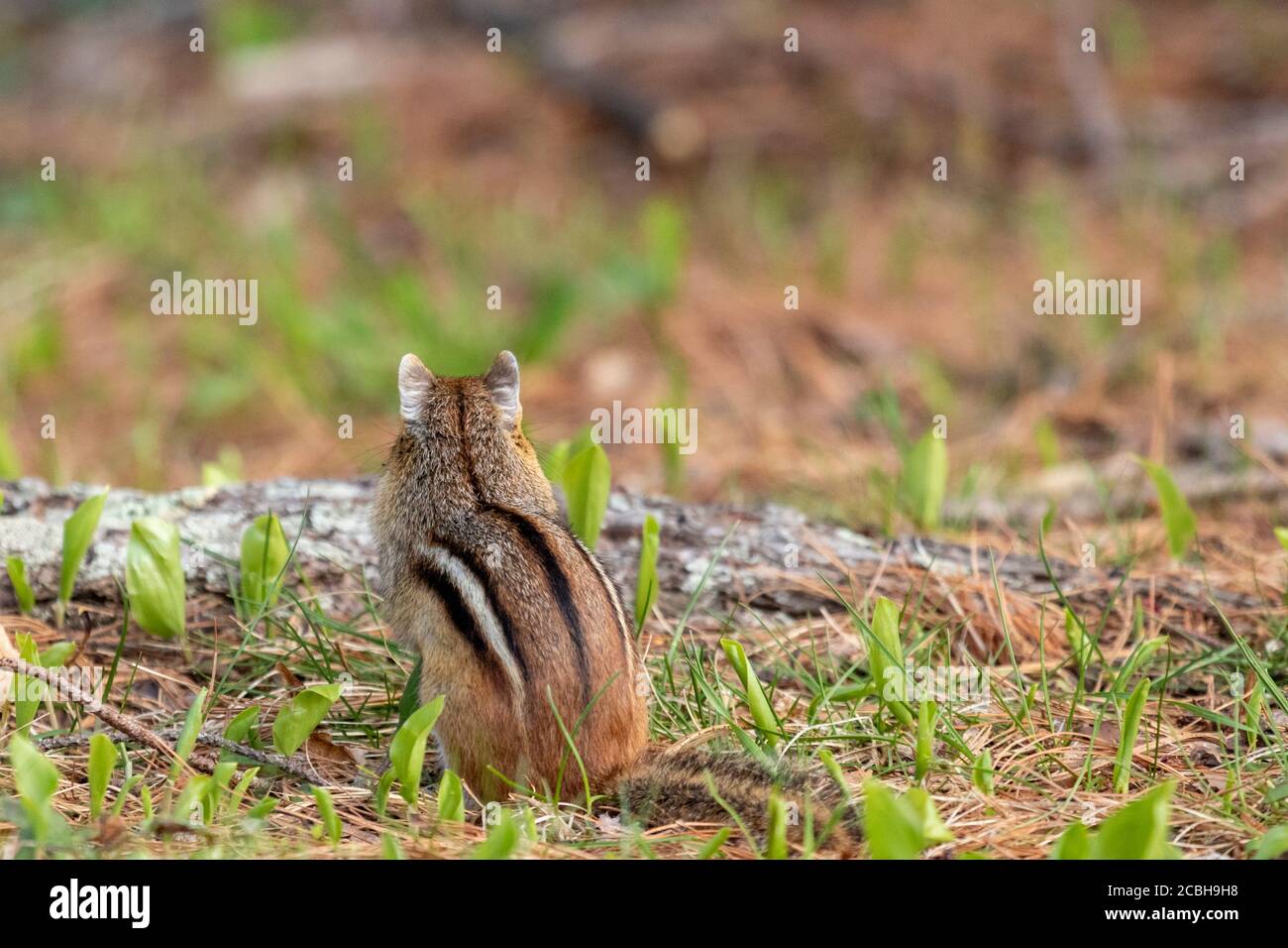 Chipmunk foraging hi-res stock photography and images - Alamy