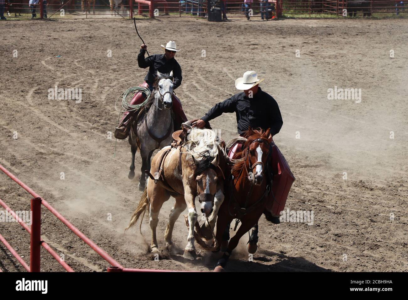 Cowboys on horseback catching a horse at a rodeo in Roy, Washington ...