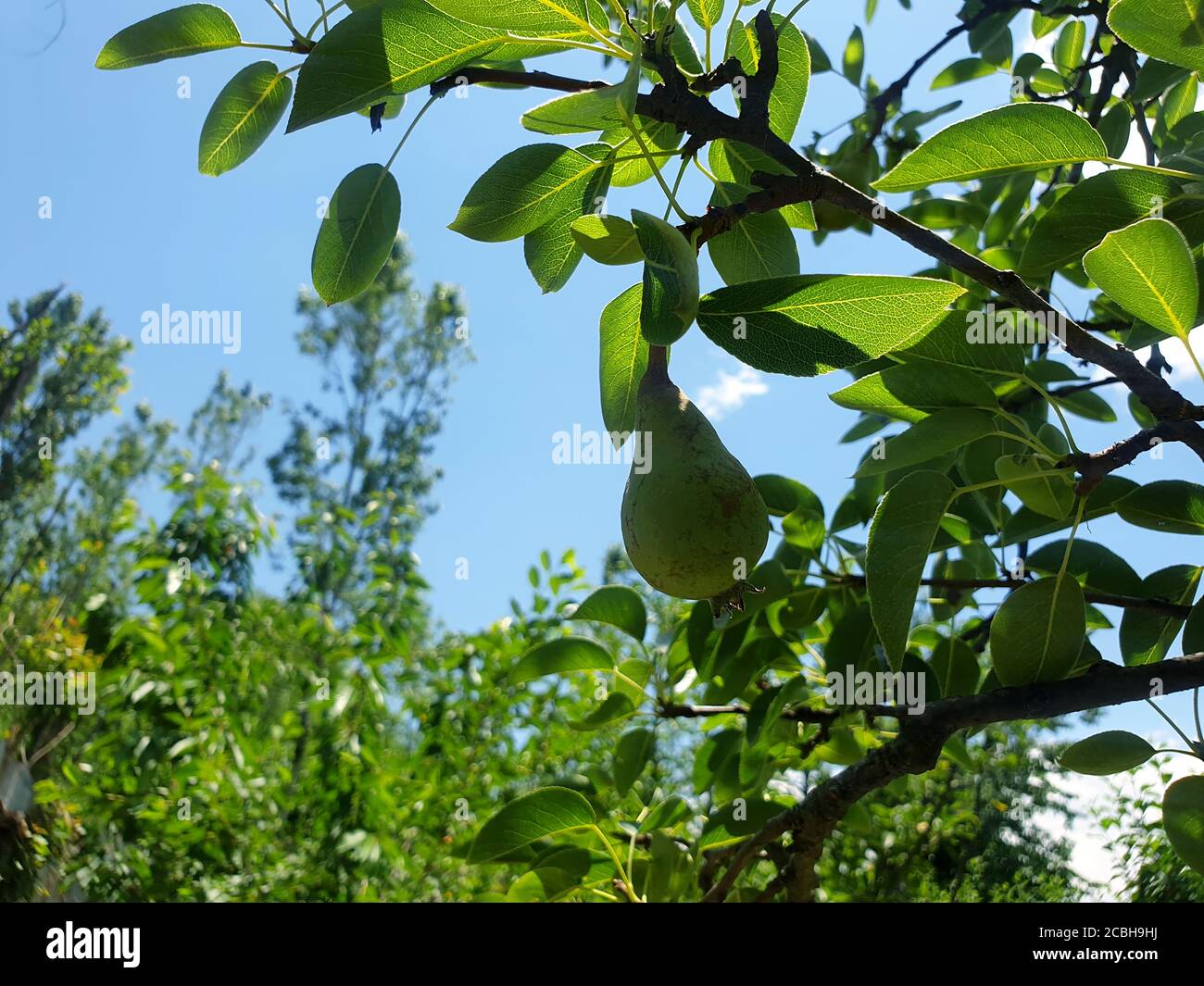 Spring Buds flowers new fruits tree branches greenery and green beauty ...