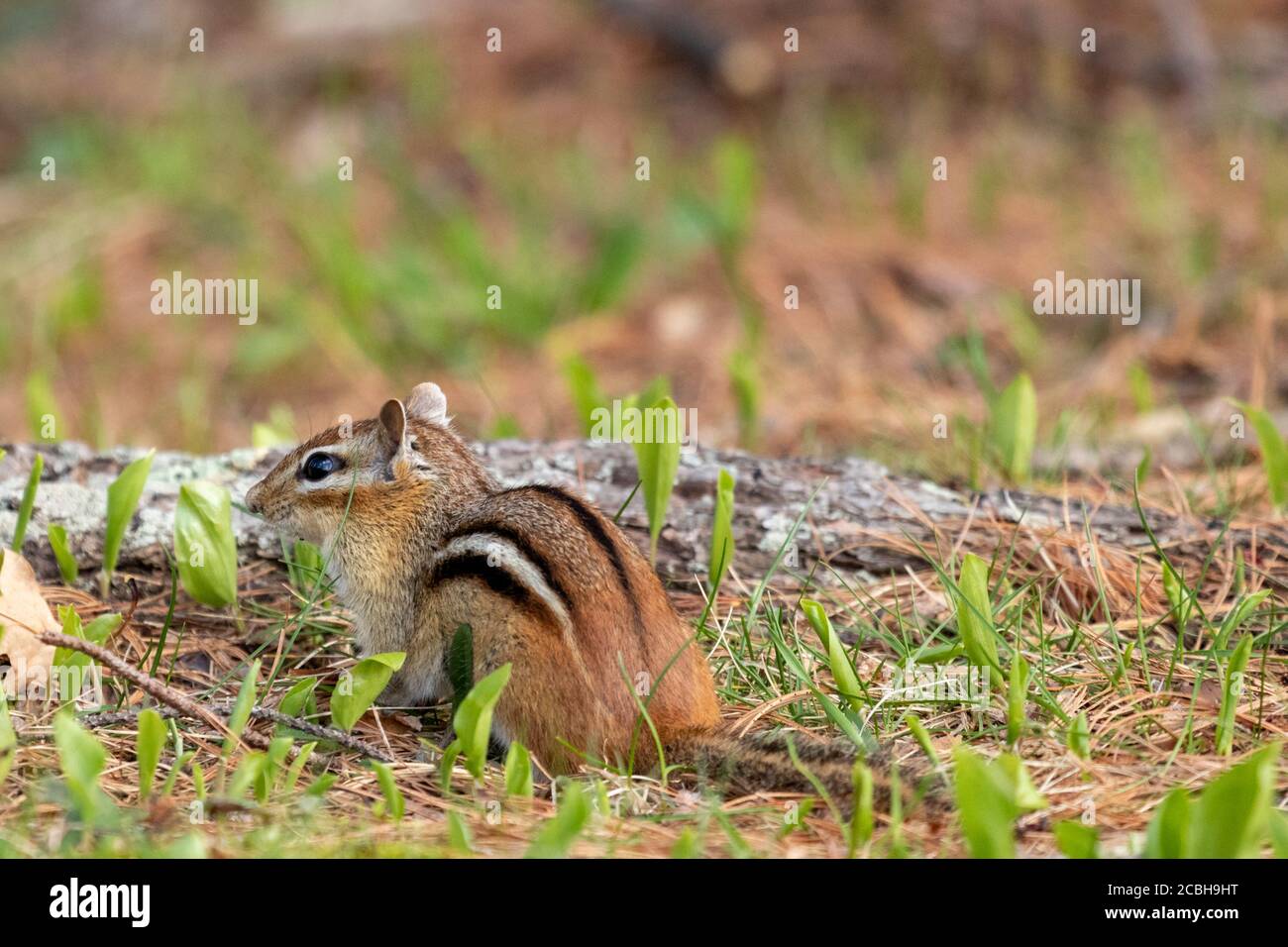 Chipmunk foraging hi-res stock photography and images - Alamy