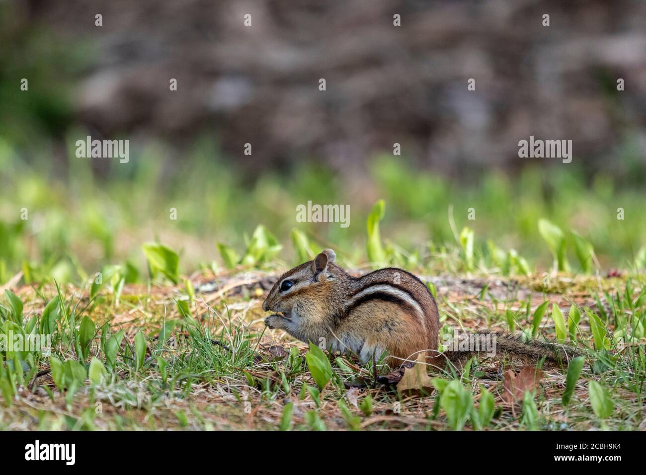 Chipmunk Foraging in the Grass Stock Photo - Alamy
