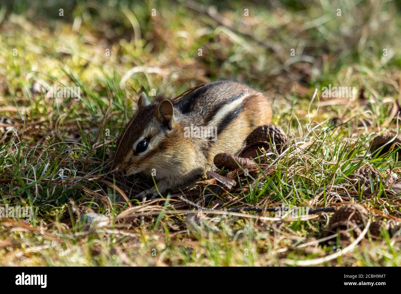 Chipmunk acorn hi-res stock photography and images - Alamy