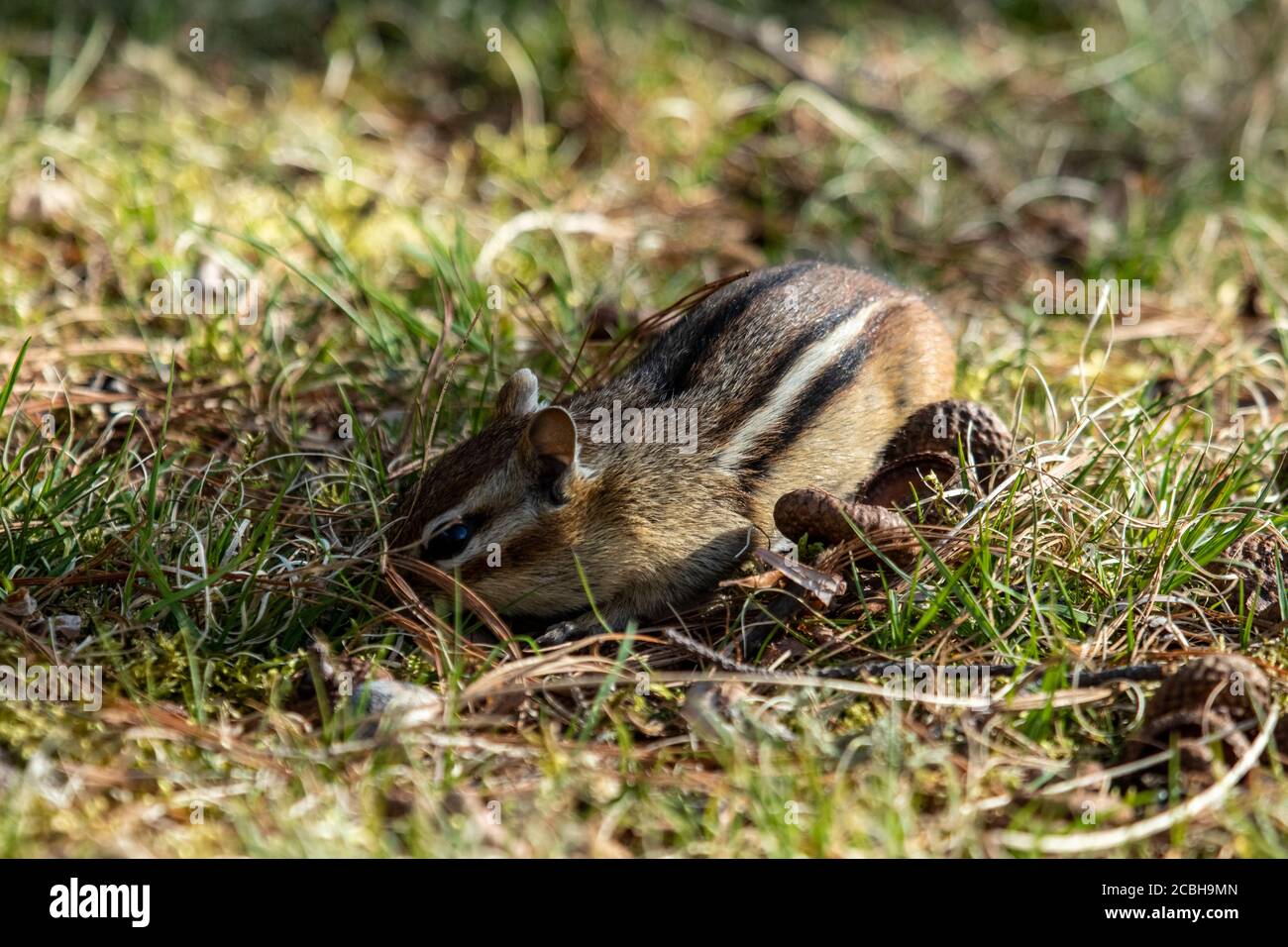 Chipmunk Foraging in the Grass Stock Photo - Alamy