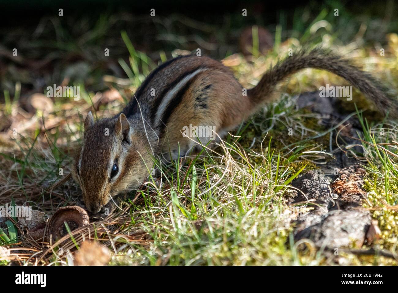 Chipmunk acorn hi-res stock photography and images - Alamy