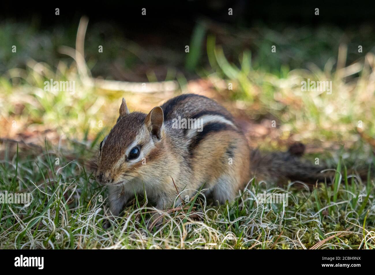 Chipmunk Foraging in the Grass Stock Photo - Alamy