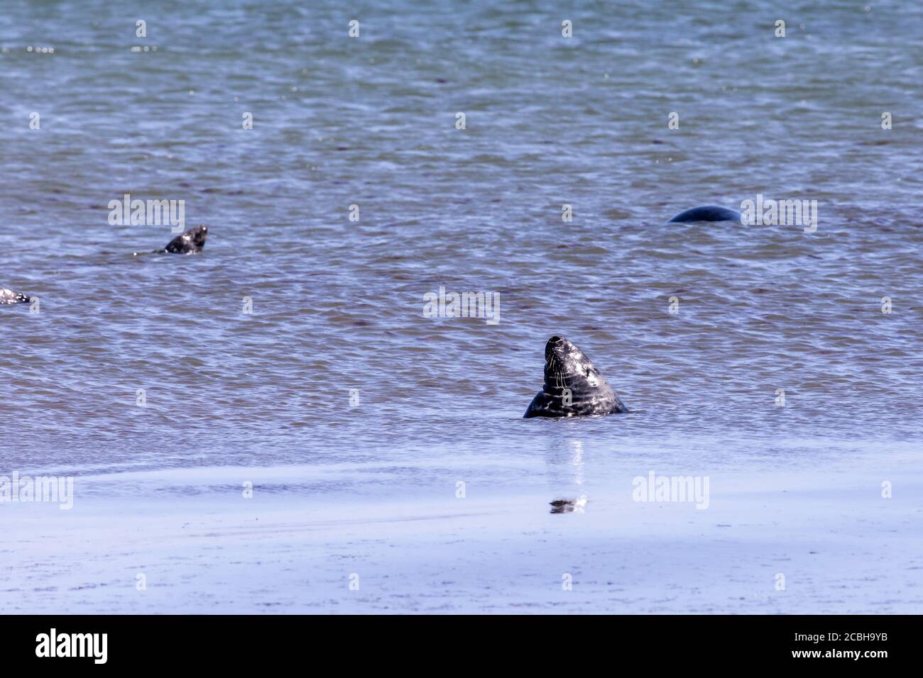 Cape Cod seals Stock Photo - Alamy