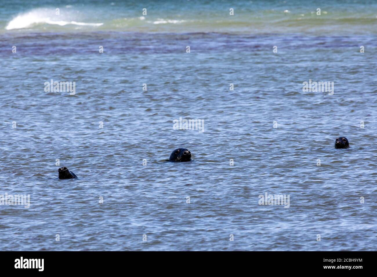 Cape Cod seals Stock Photo - Alamy
