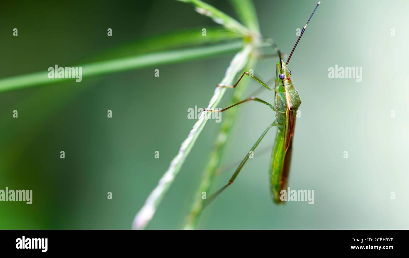 Insect of ecosystem hi-res stock photography and images - Alamy