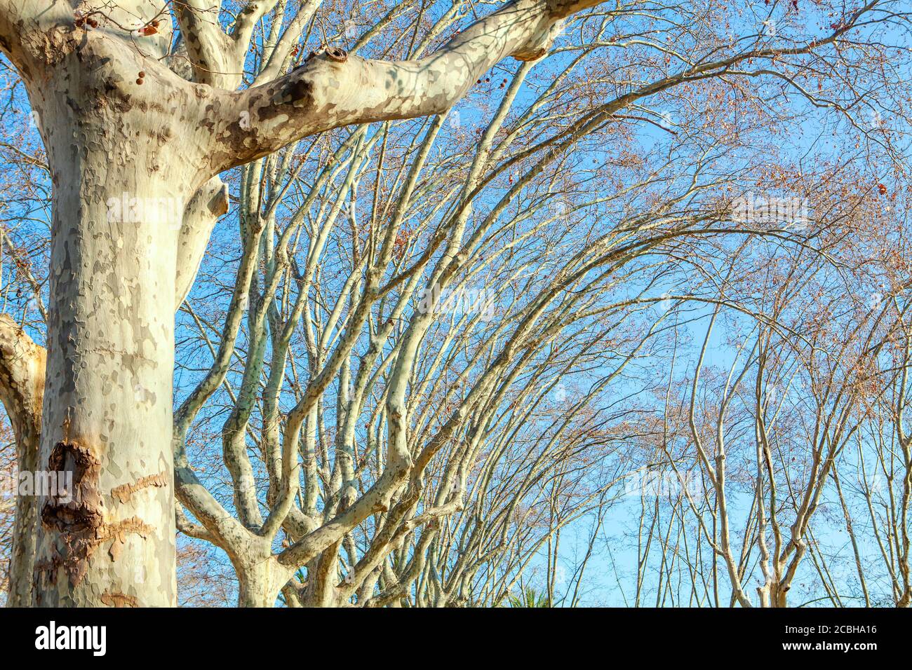 Empty tree branches in the spring season Stock Photo - Alamy