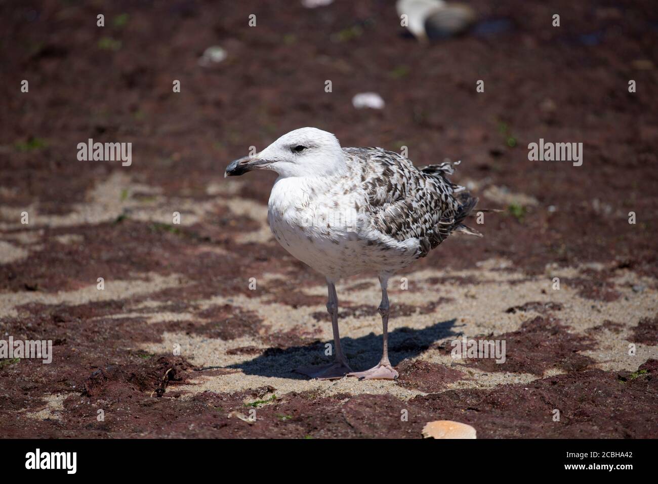 Gull on Cape Cod beach Stock Photo - Alamy