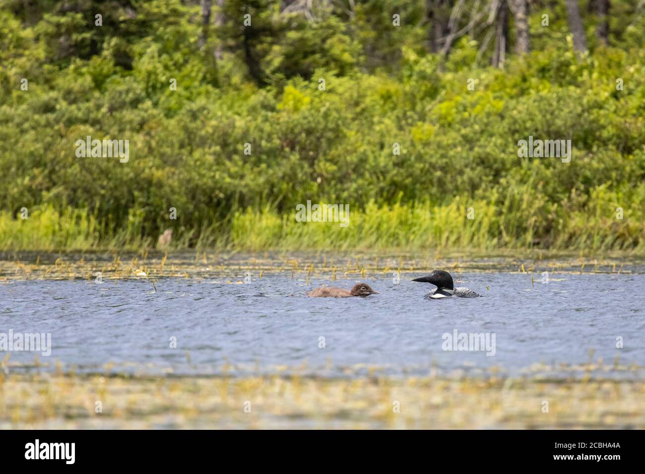 Baby loon chick hi-res stock photography and images - Alamy