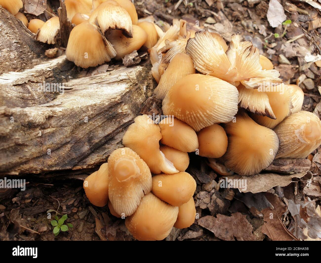 Mushrooms get disgusting WAY before they sprout other fungi. Interested ...