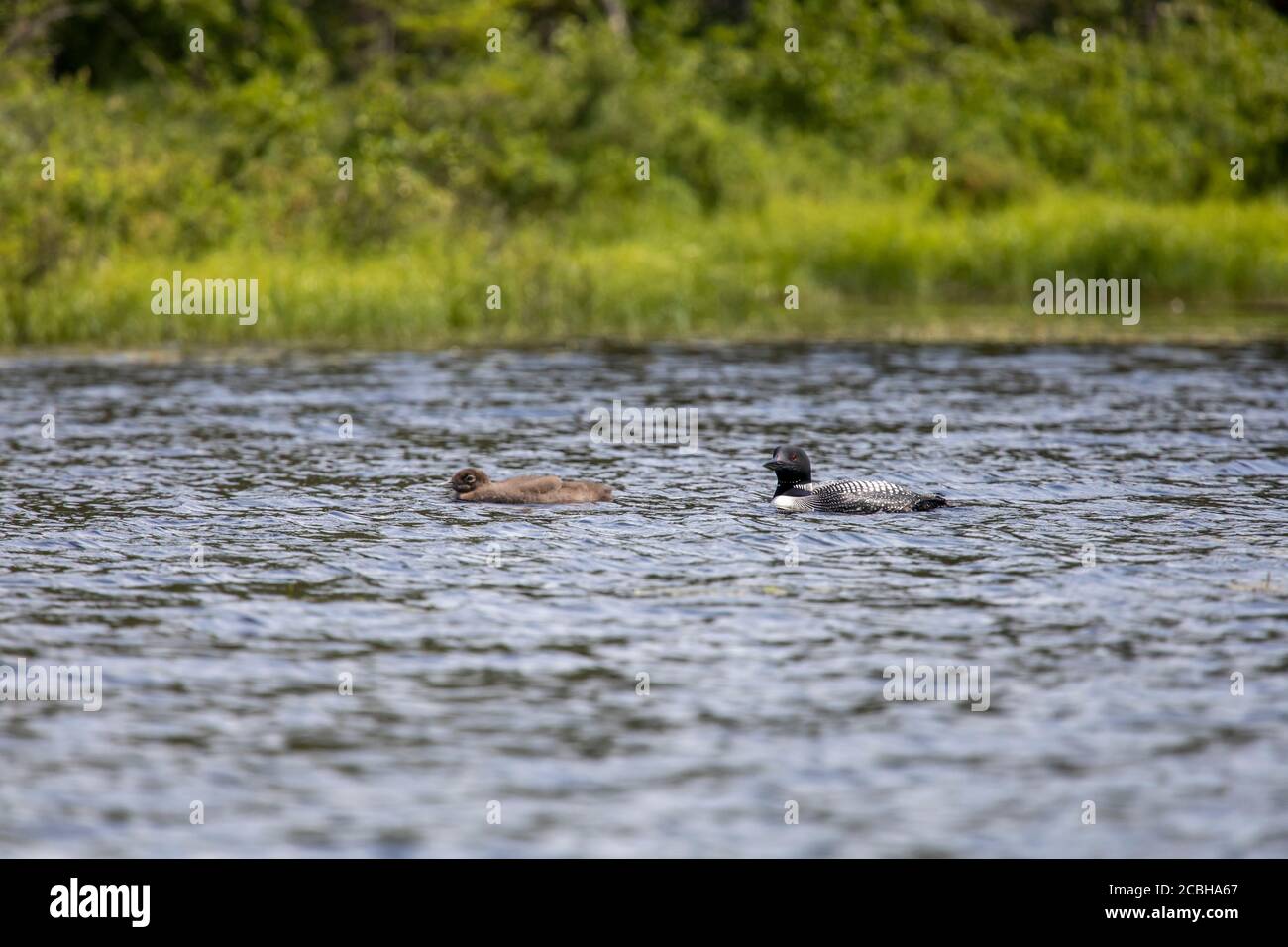 Baby loon chick hi-res stock photography and images - Alamy