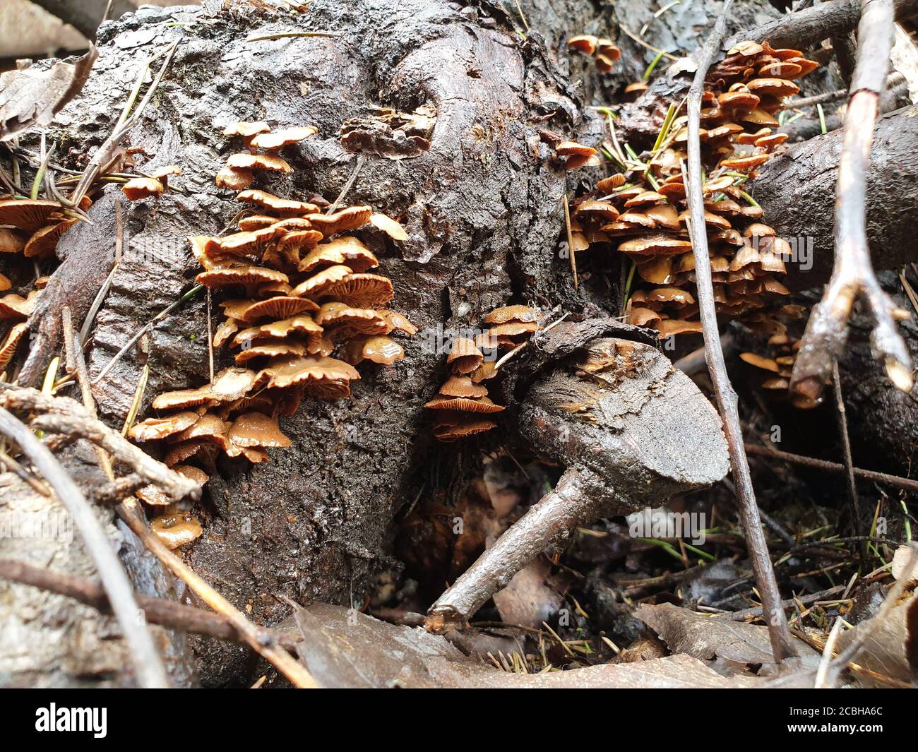 Mushrooms get disgusting WAY before they sprout other fungi. Interested ...