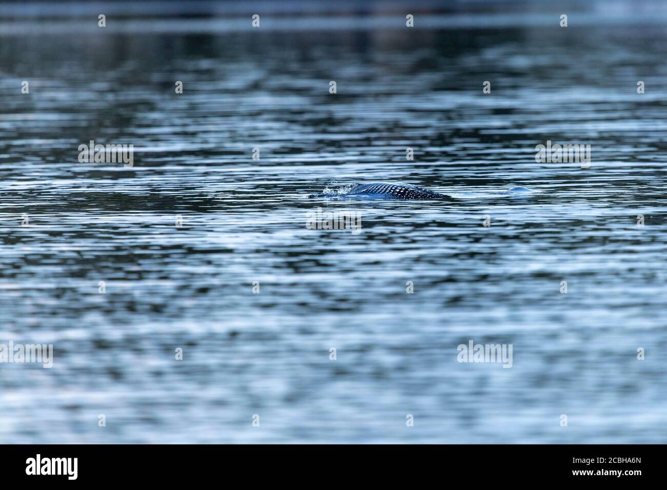 Loon diving hi-res stock photography and images - Alamy