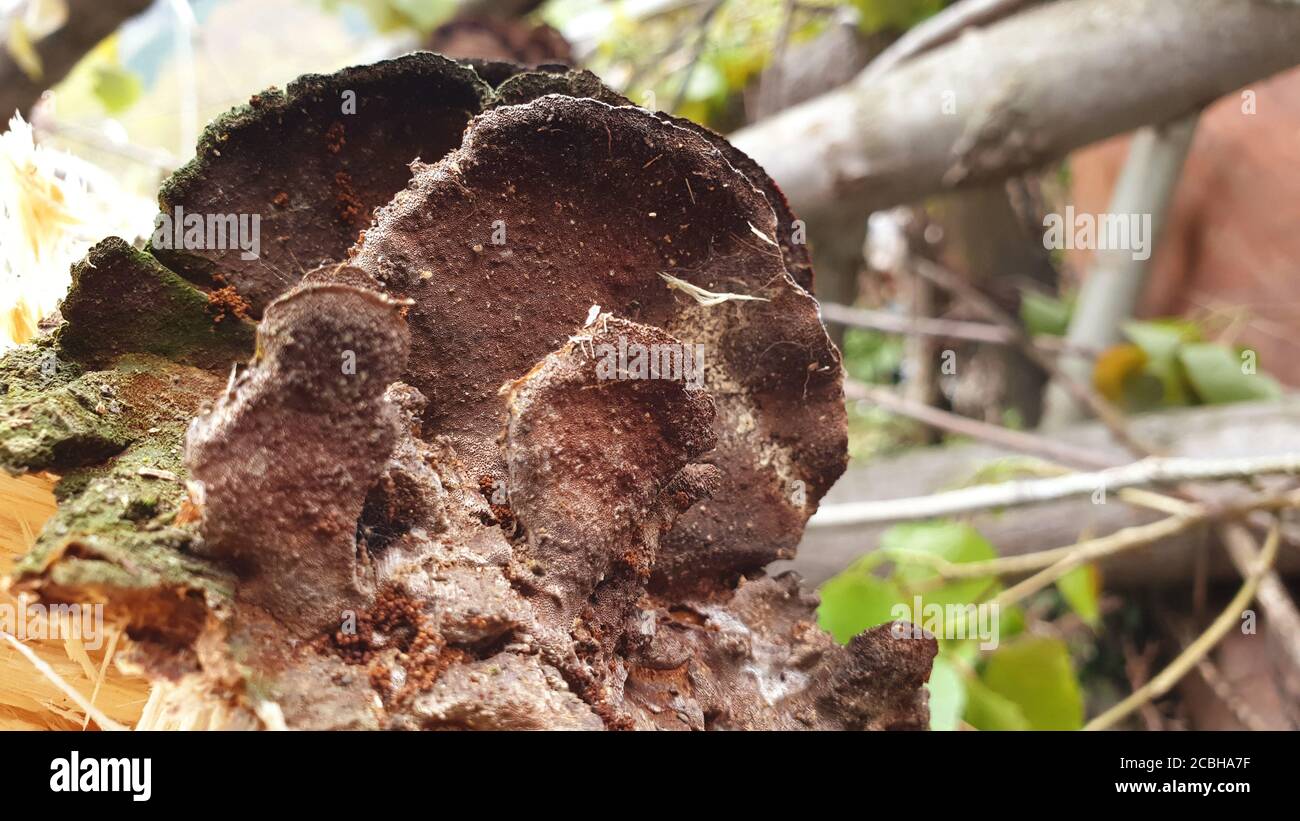Mushrooms get disgusting WAY before they sprout other fungi. Interested ...