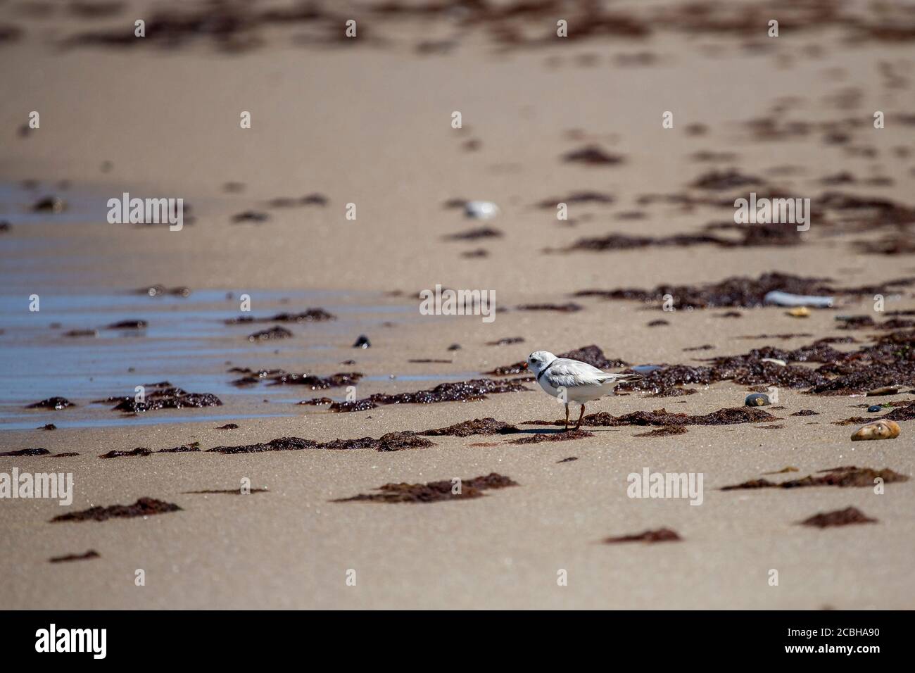 Piping Plover on Cape Cod beach Stock Photo - Alamy