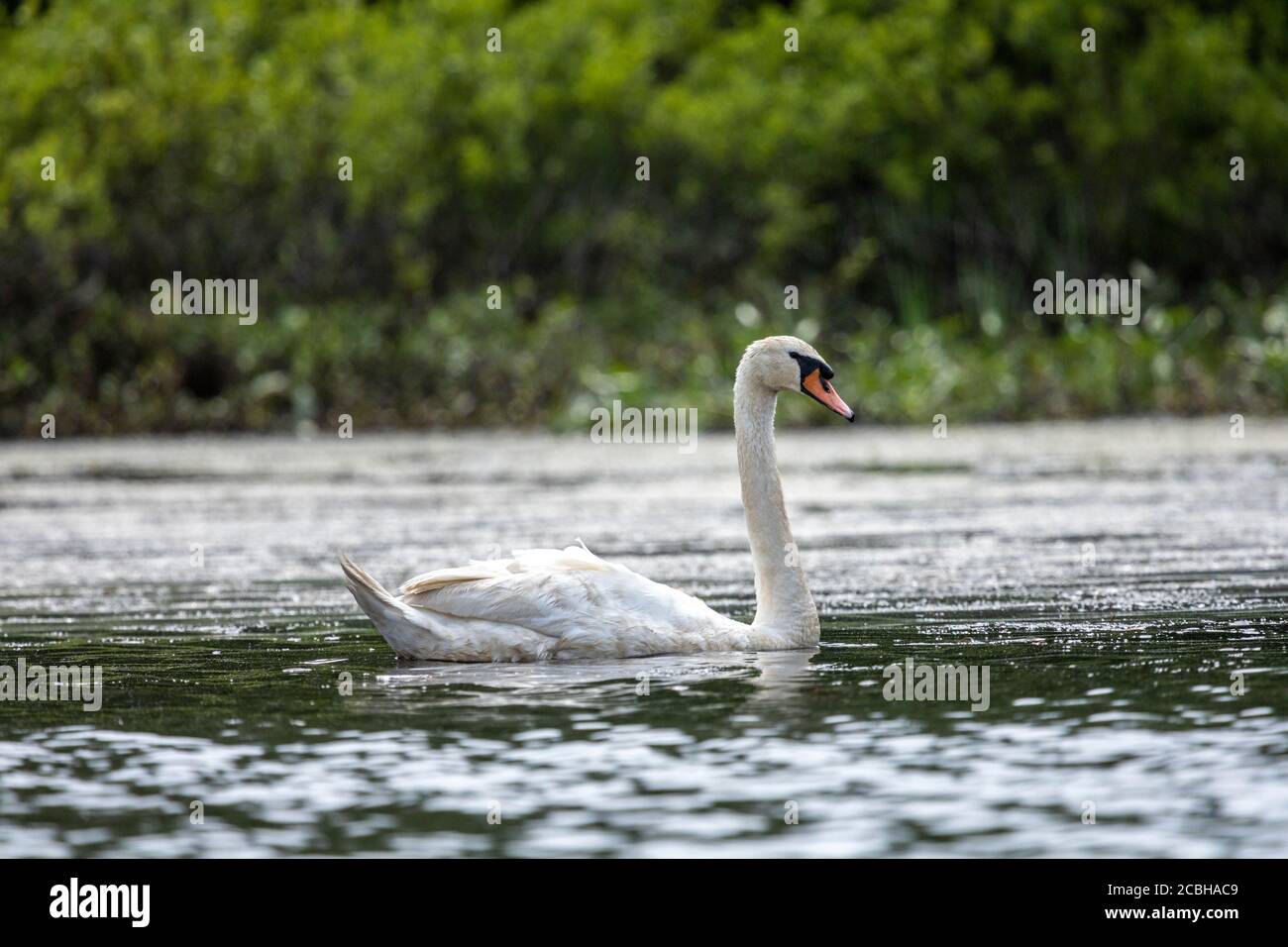 Swan Side Profile Stock Photo - Alamy
