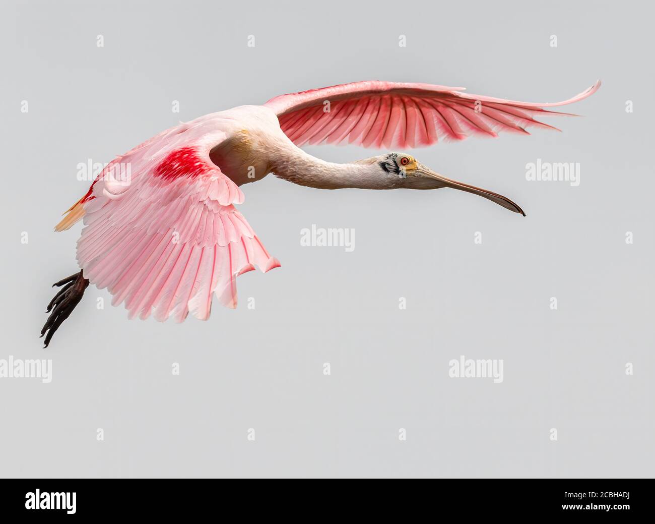 Roseate Spoonbill in flight Stock Photo - Alamy