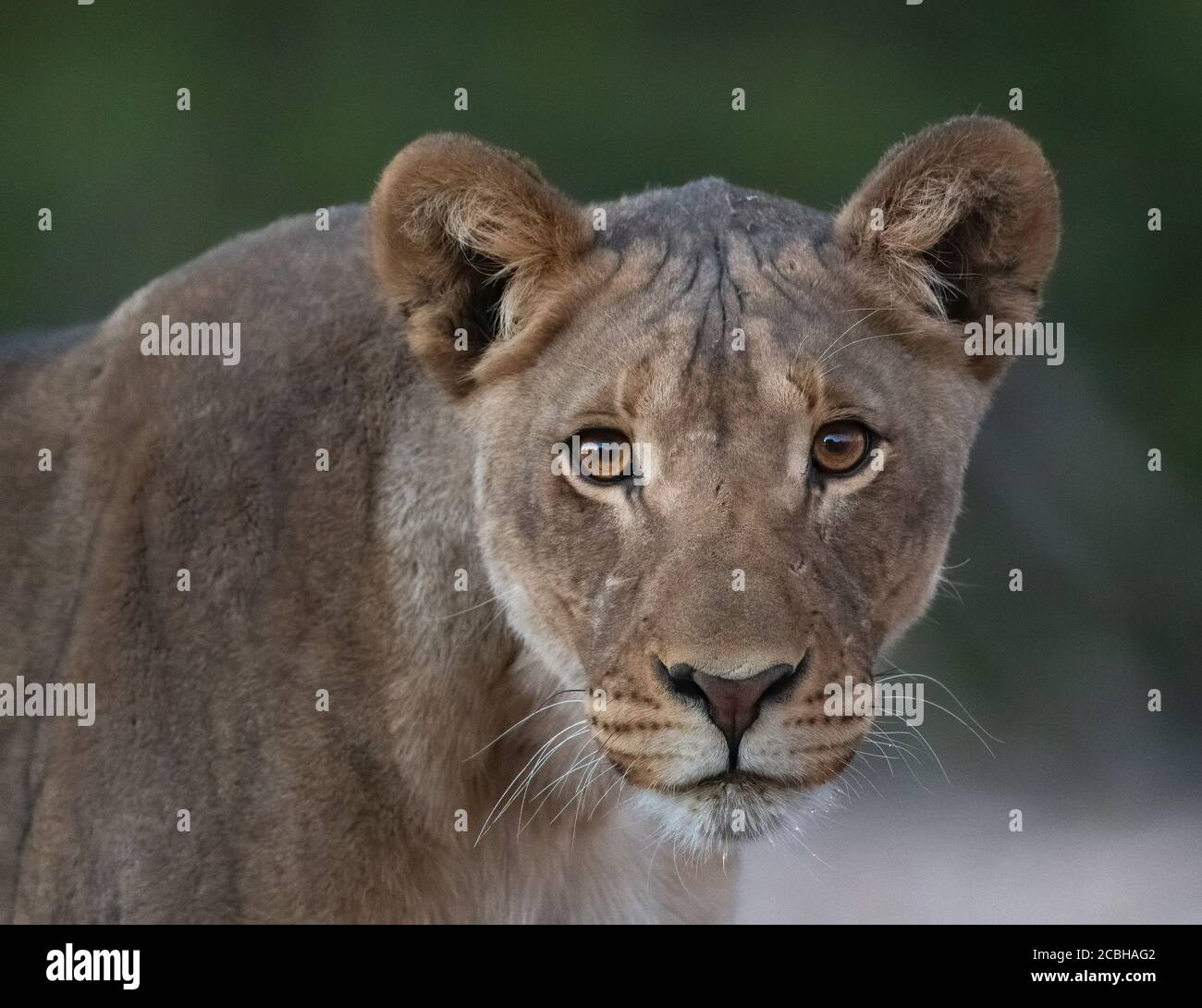 Lioness With Green Eyes