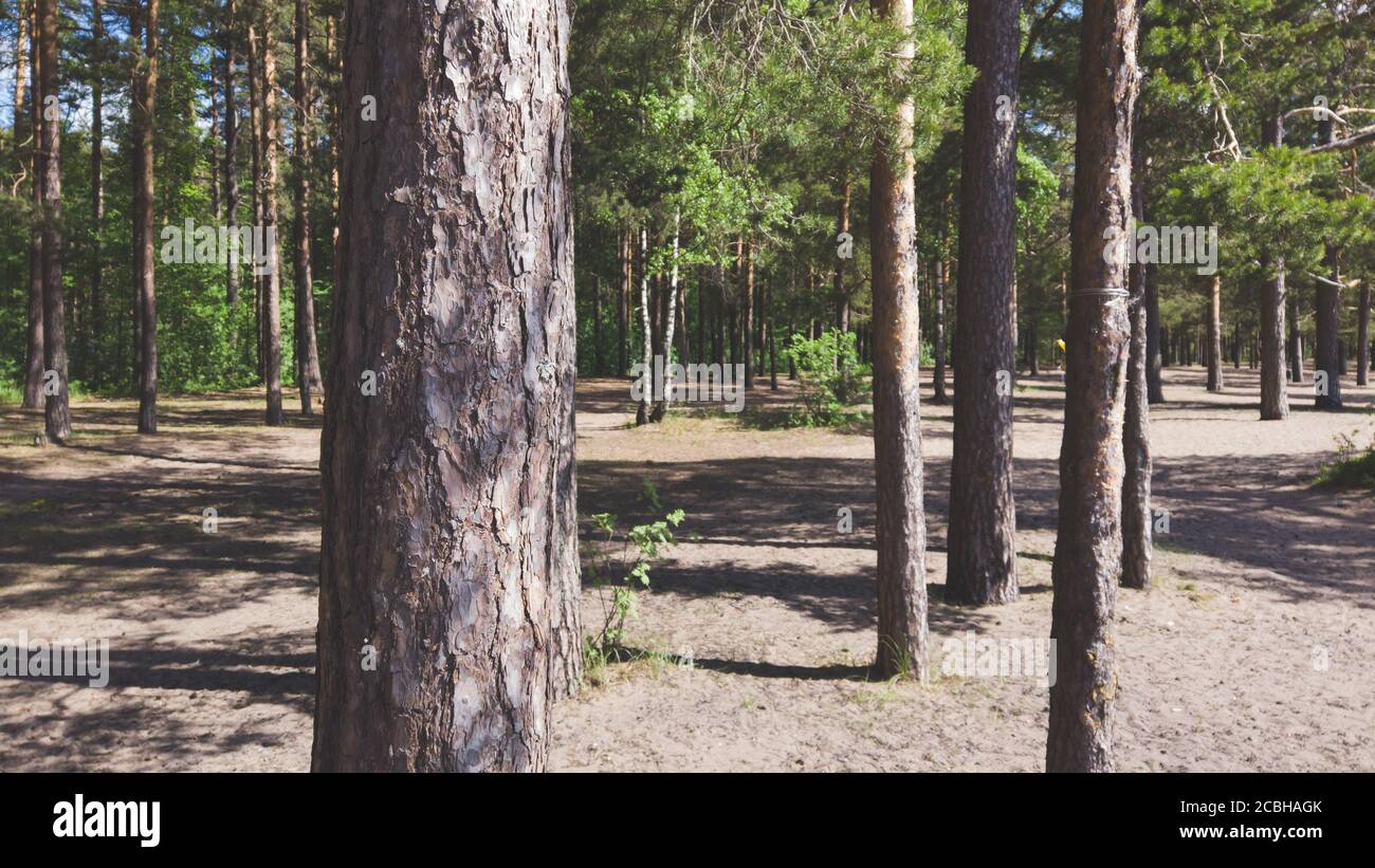 Pine tree trunks. evergreen forest. dry bark. nature landscape Stock ...
