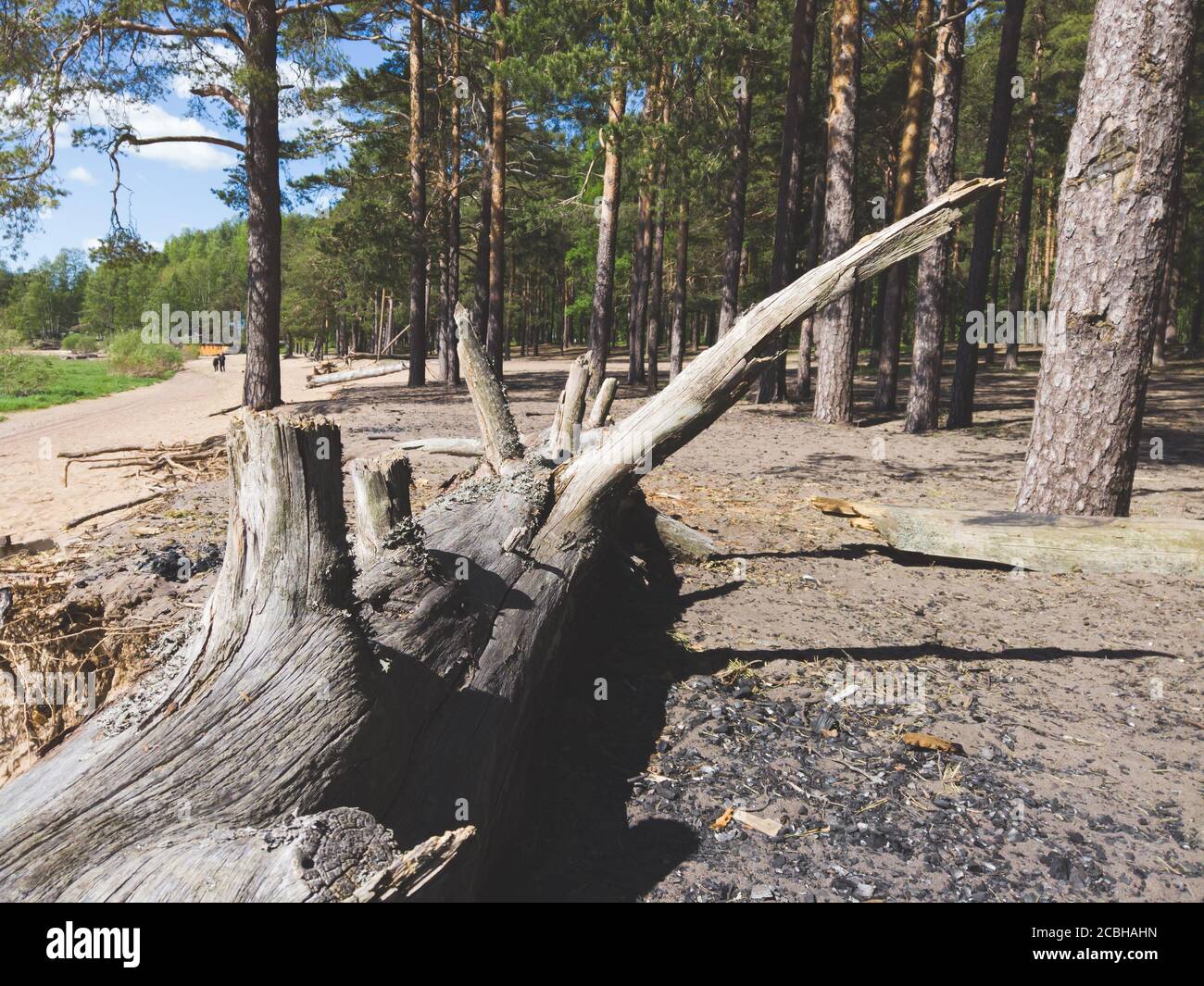 Trunk of a fallen dry tree. old pine log Stock Photo - Alamy