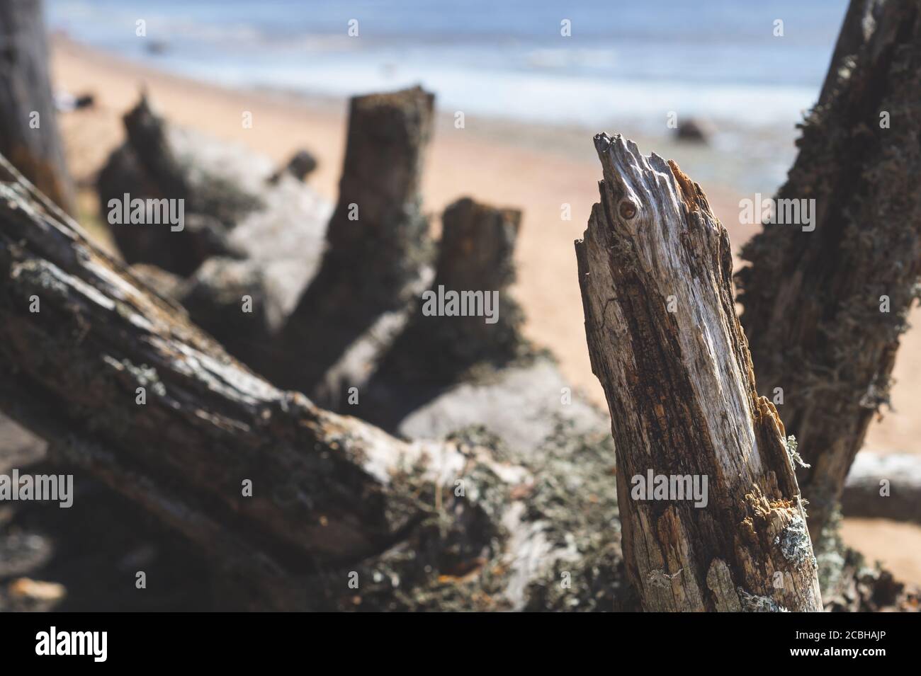 Trunk of a fallen dry tree. old pine log Stock Photo - Alamy