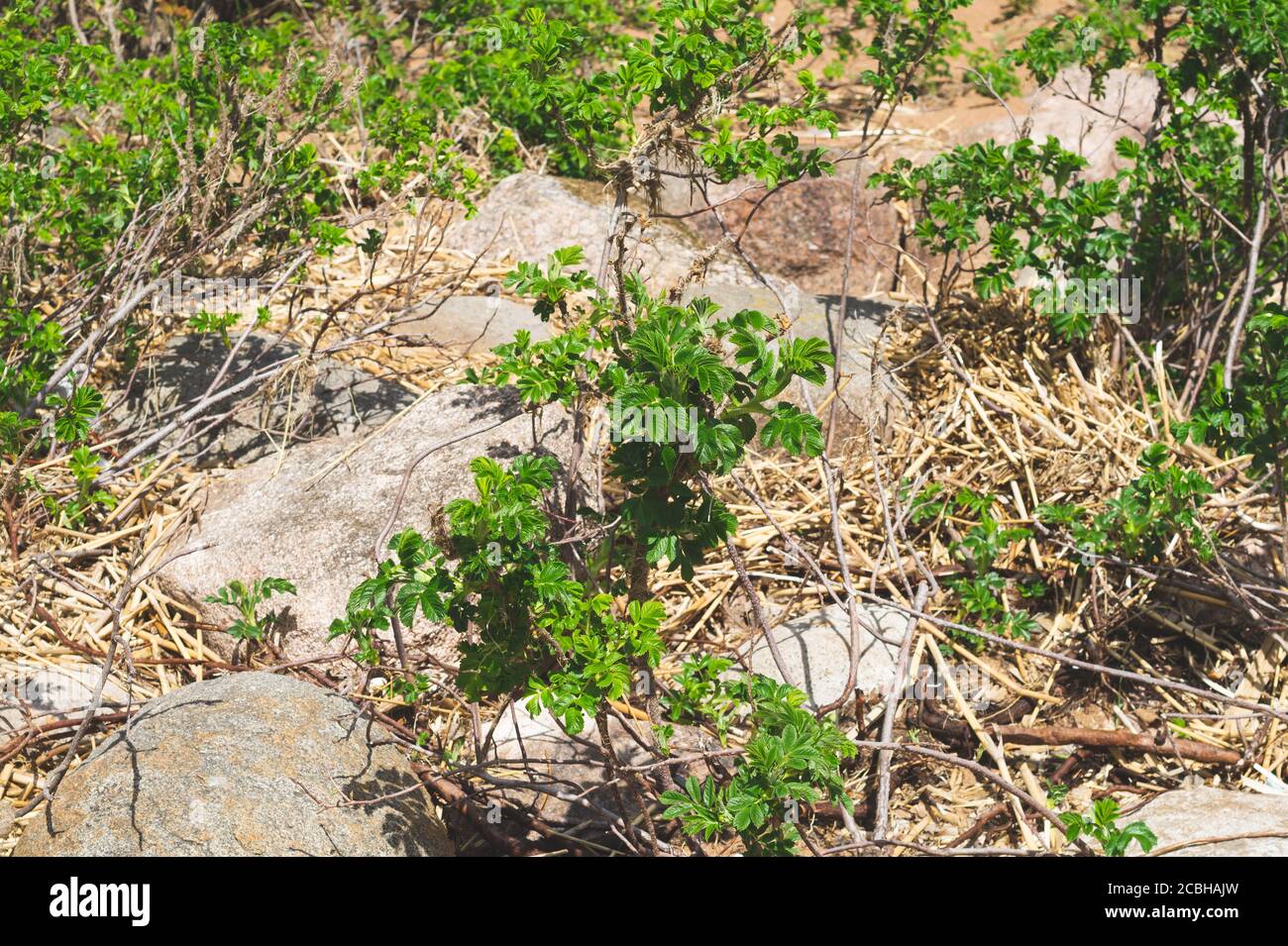Small plants with fresh leaves. green foliage Stock Photo - Alamy