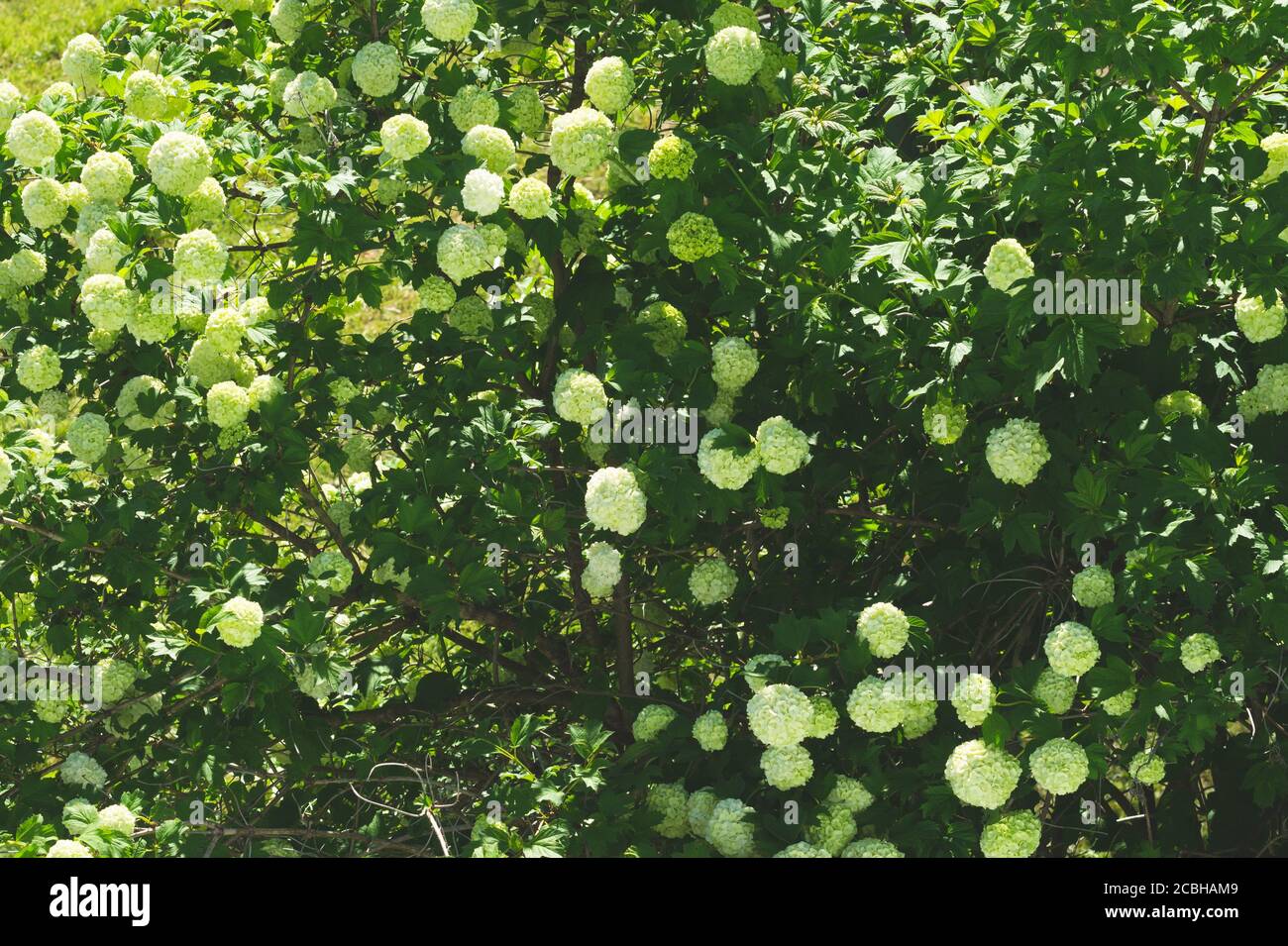 Blooming garden tree. green foliage Stock Photo - Alamy