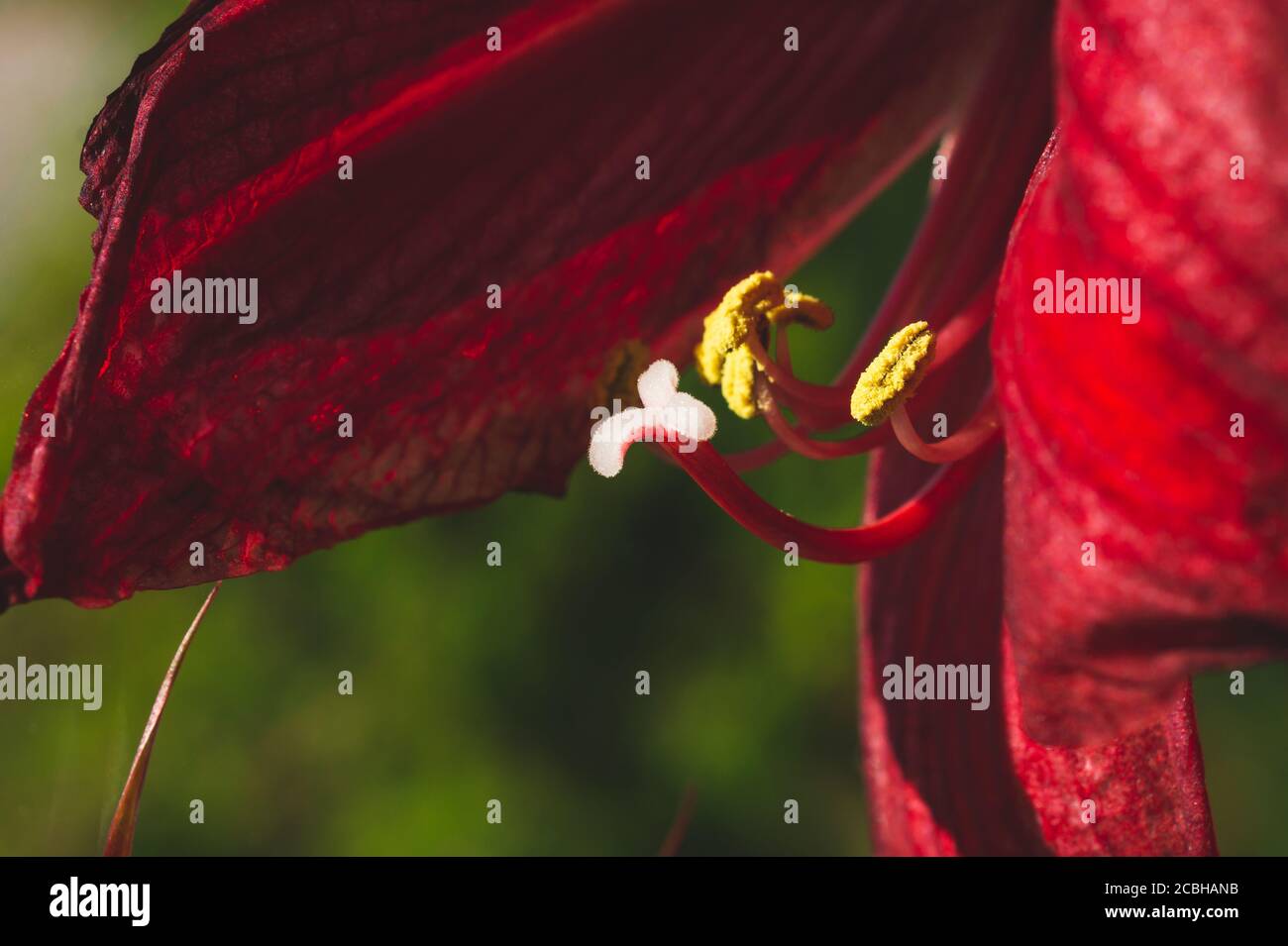 Pestle of scarlet flower macro Stock Photo - Alamy