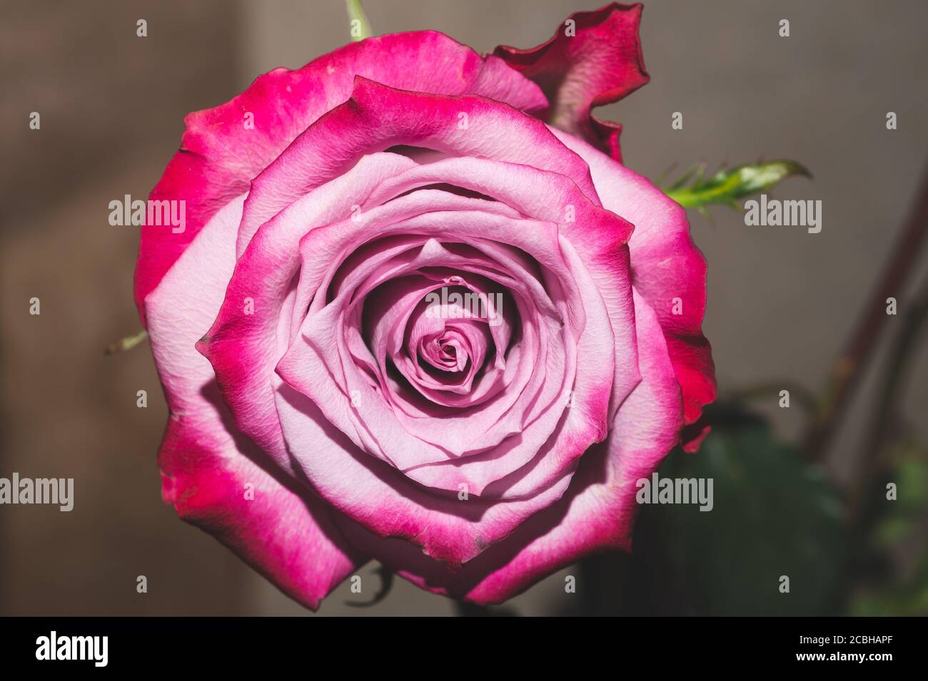 Rose pink perfection hi-res stock photography and images - Alamy